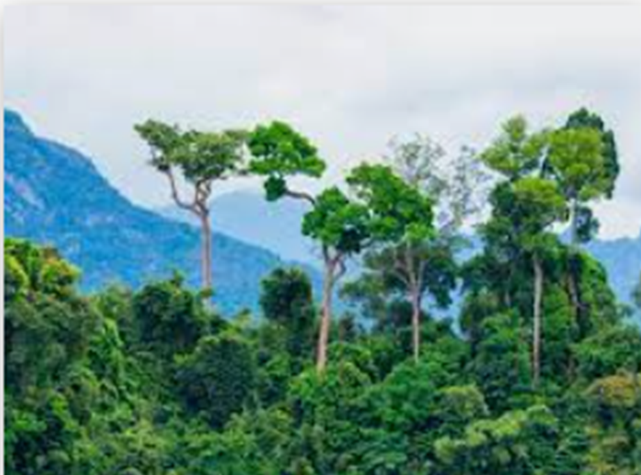 Henley Primary School - Classes